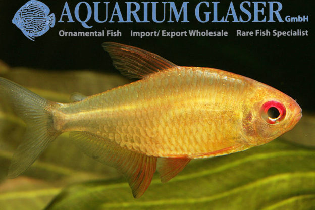 A fantastic lemon tetra - Aquarium Glaser GmbH