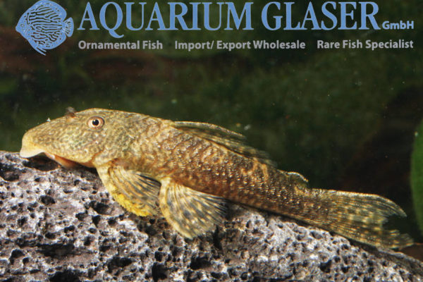 A new pleco from the Rio Sao Francisco - Aquarium Glaser GmbH