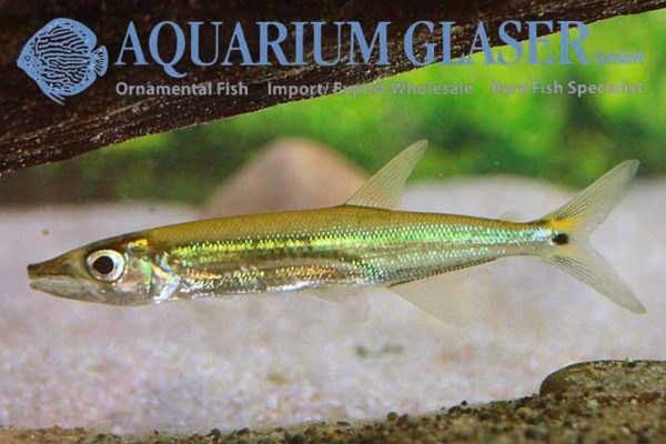 09. Characoids: tetra relationship - Page 5 of 5 - Aquarium Glaser GmbH