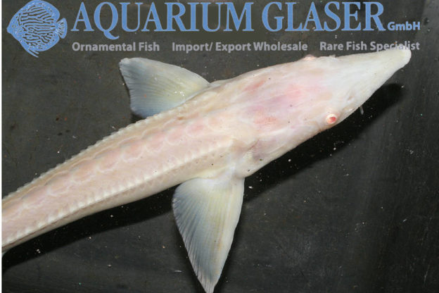 02. Lebende Fossilien - Aquarium Glaser GmbH