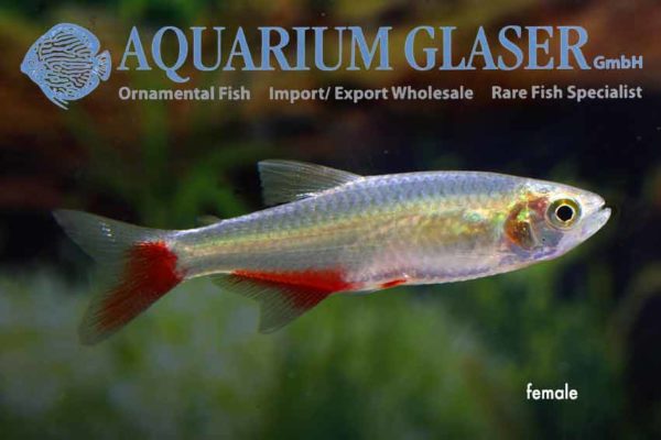 09. Characoids: tetra relationship - Page 4 of 5 - Aquarium Glaser GmbH