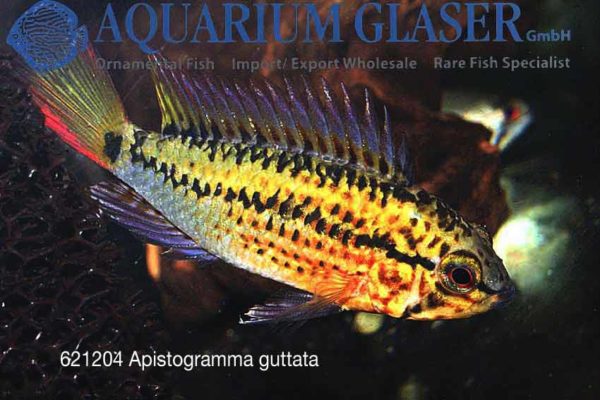 25d. Perchlike fishes (4): South American Dwarf Cichlids - Page 2 of 2 ...