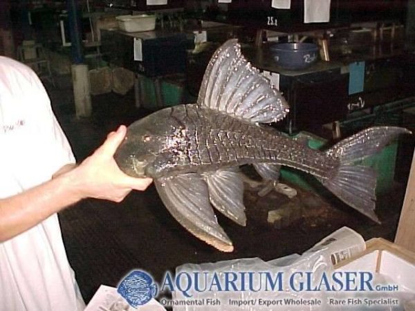 Big from Peru! - Aquarium Glaser GmbH