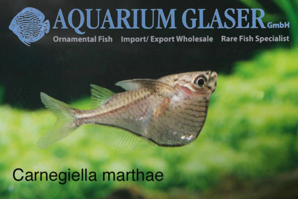 Black winged dwarf hatchets - Aquarium Glaser GmbH
