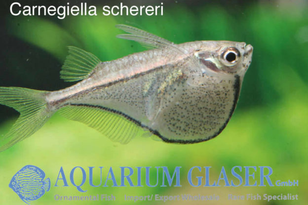 Black winged dwarf hatchets - Aquarium Glaser GmbH