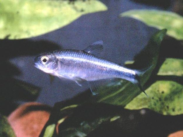 Bryconamericus/Hemibrycon sp. - Aquarium Glaser GmbH