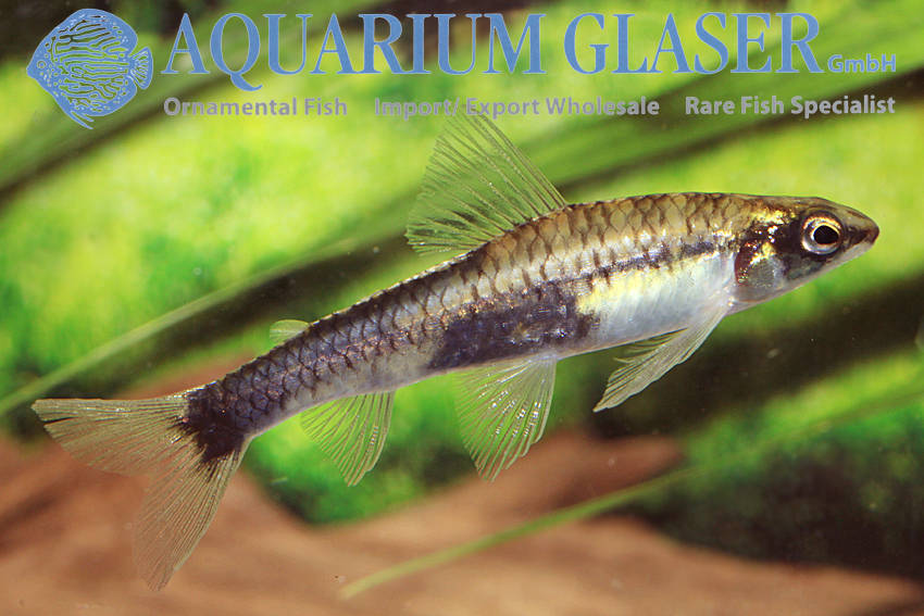 09. Characoids: tetra relationship - Page 5 of 5 - Aquarium Glaser GmbH