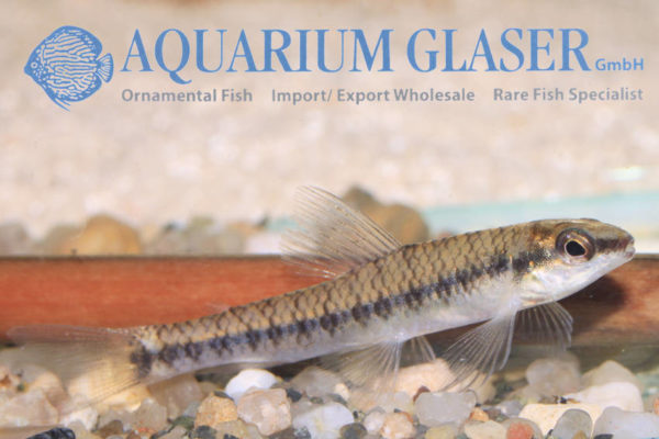Characidium fasciatum "Colombia" - Aquarium Glaser GmbH