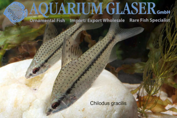 09. Characoids: tetra relationship - Page 5 of 5 - Aquarium Glaser GmbH