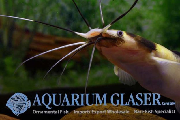Clarias batrachus marbled - Aquarium Glaser GmbH
