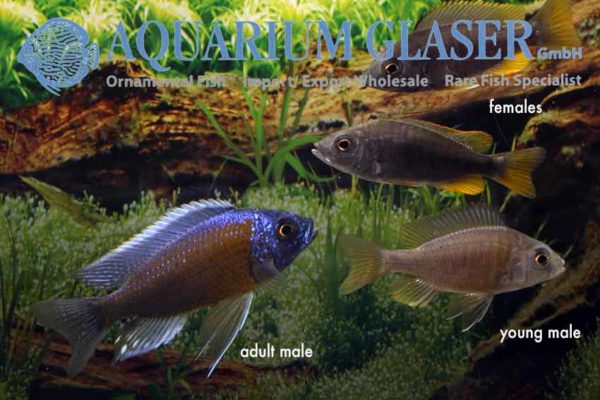 Copadichromis borleyi Kadango Red Fin - Aquarium Glaser GmbH