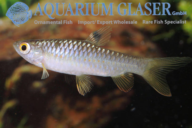 Copeina cf. osgoodi - Aquarium Glaser GmbH