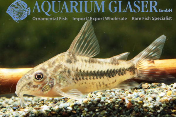 10. Catfishes - Page 7 of 8 - Aquarium Glaser GmbH