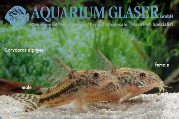 Corydoras diphyes - Aquarium Glaser GmbH