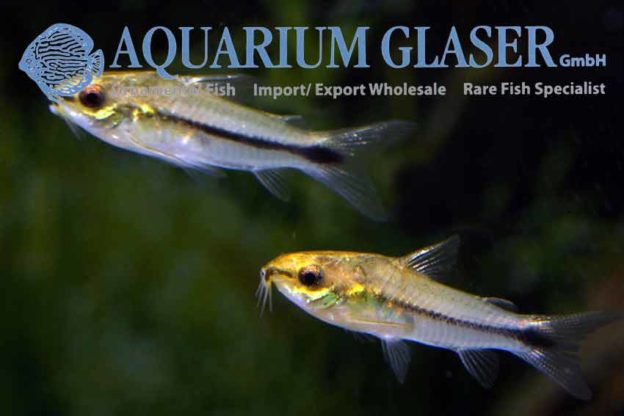 Corydoras pygmaeus - Aquarium Glaser GmbH