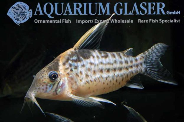 Corydoras robustus - Aquarium Glaser GmbH