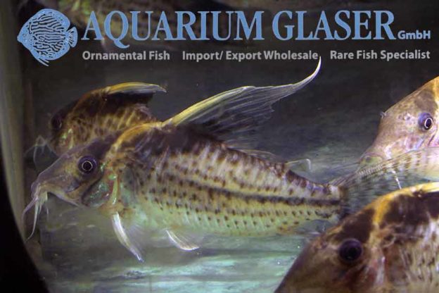 Corydoras robustus - Aquarium Glaser GmbH