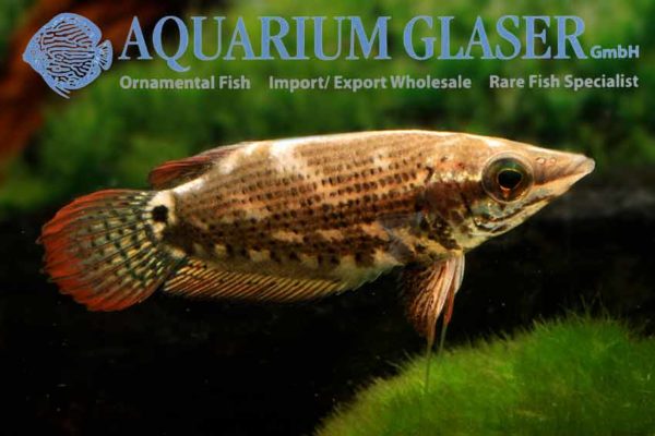 Ctenops nobilis - Aquarium Glaser GmbH