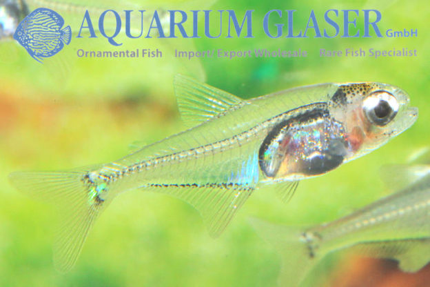 09. Characoids: tetra relationship - Page 5 of 5 - Aquarium Glaser GmbH