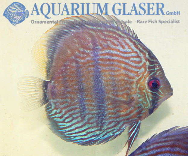 Discus Heckel Cross - Aquarium Glaser GmbH