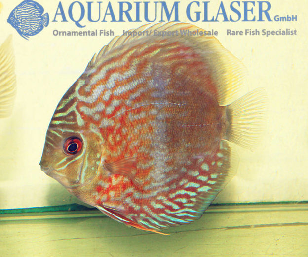 Discus Heckel Cross - Aquarium Glaser GmbH