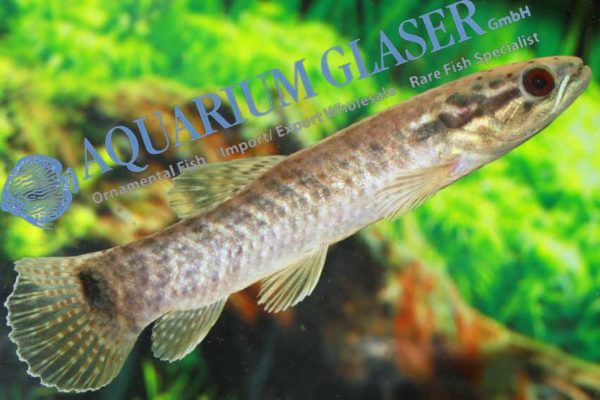 Erythrinus sp. TAHUAYO RIVER - Aquarium Glaser GmbH