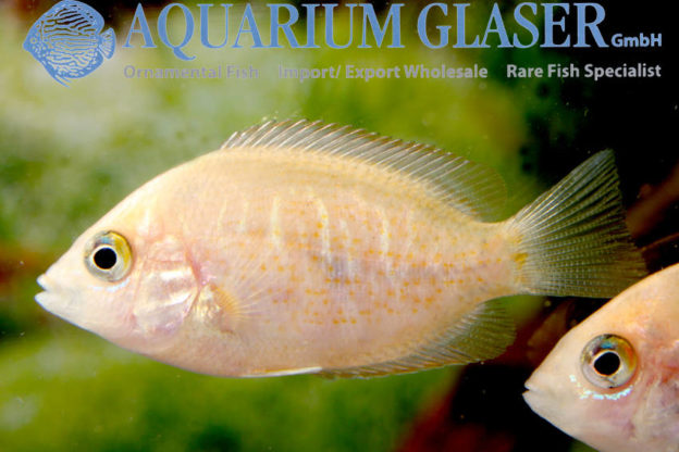 Etroplus maculatus - Aquarium Glaser GmbH