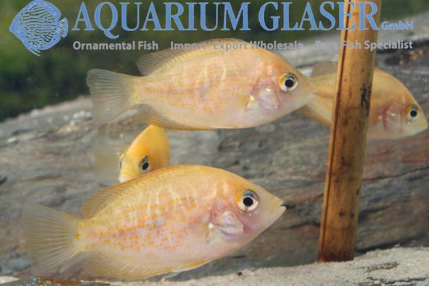 Etroplus maculatus - Aquarium Glaser GmbH