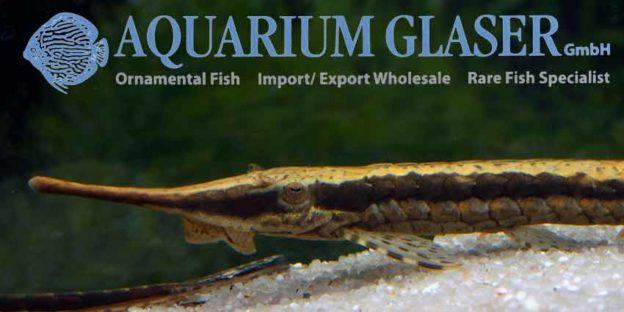 Farlowella vittata - Aquarium Glaser GmbH