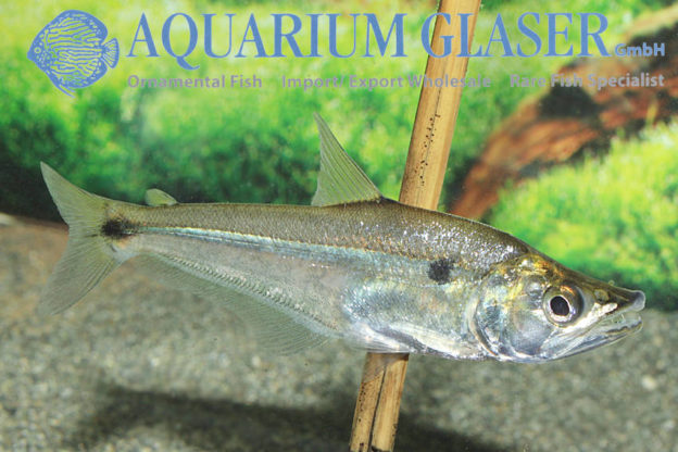 Galeocharax gulo - Aquarium Glaser GmbH