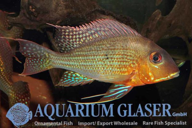 Geophagus cf. altifrons „Rio Araguari“ - Aquarium Glaser GmbH