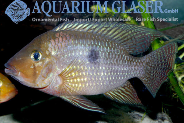 Geophagus sp. „Rio Sao Francisco“ - Aquarium Glaser GmbH