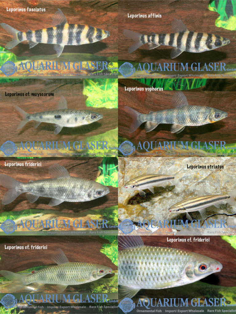 A great number of Leporinus species in stock - Aquarium Glaser GmbH