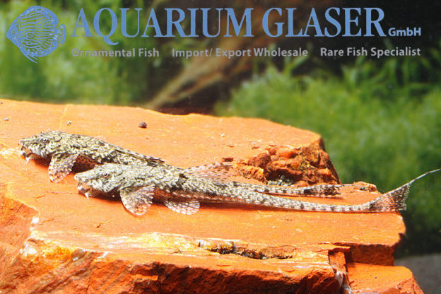 Hemiloricaria beni - Aquarium Glaser GmbH