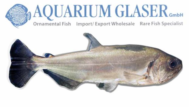 Hydrolycus armatus - Aquarium Glaser GmbH