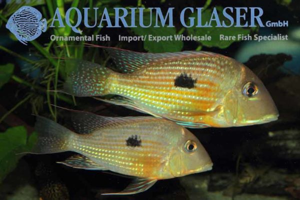 Geophagus sp. Aporema - Aquarium Glaser GmbH