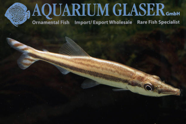 Ichthyborus ornatus - Aquarium Glaser GmbH