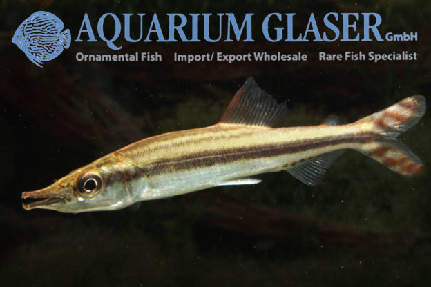 Ichthyborus ornatus - Aquarium Glaser GmbH