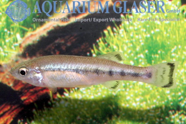 Ilyodon whitei - Aquarium Glaser GmbH