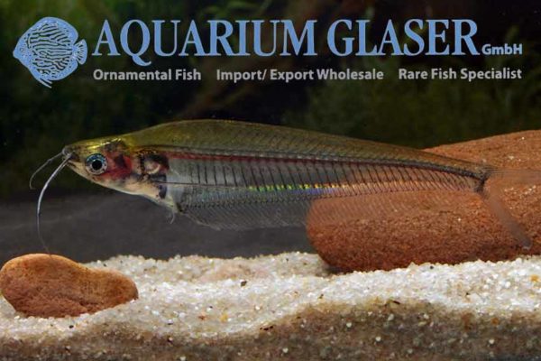 Kryptopterus minor - Aquarium Glaser GmbH