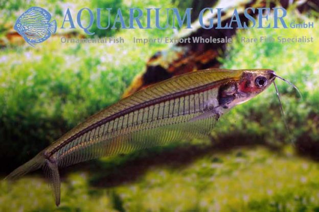 Kryptopterus minor - Aquarium Glaser GmbH