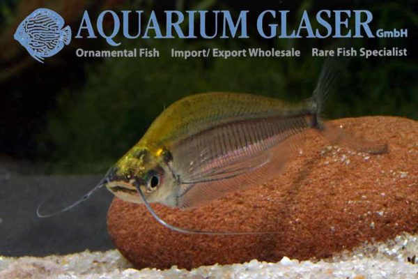Kryptopterus minor - Aquarium Glaser GmbH
