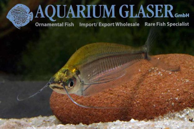 Kryptopterus minor - Aquarium Glaser GmbH