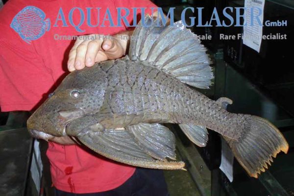 We can "big", too…L191 - Aquarium Glaser GmbH