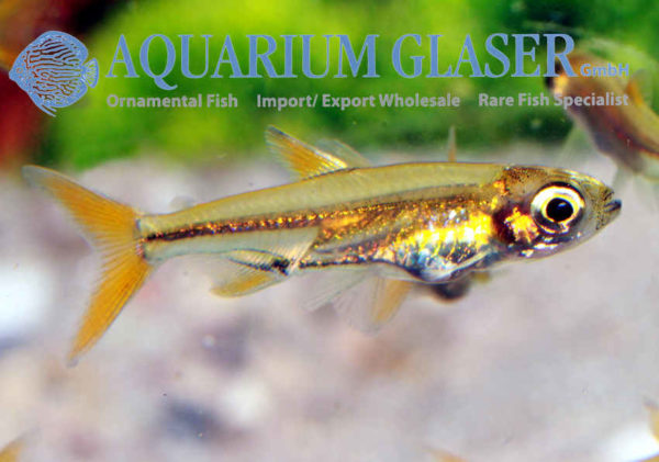 Ladigesia roloffi - Aquarium Glaser GmbH