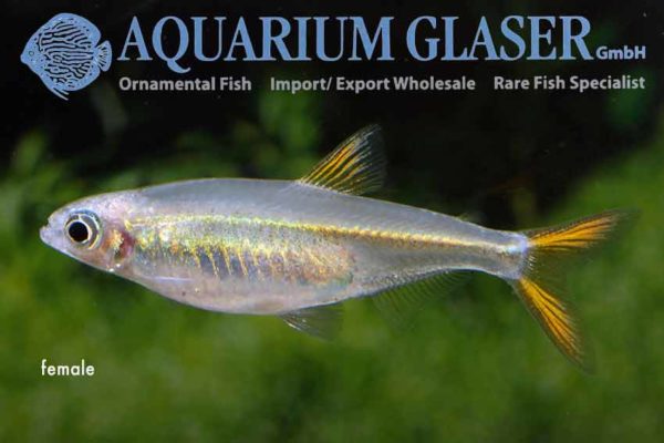 Ladigesia roloffi - Aquarium Glaser GmbH