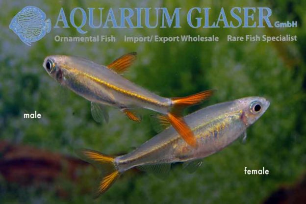 Ladigesia roloffi - Aquarium Glaser GmbH