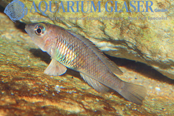 Lamprologus signatus - Aquarium Glaser GmbH