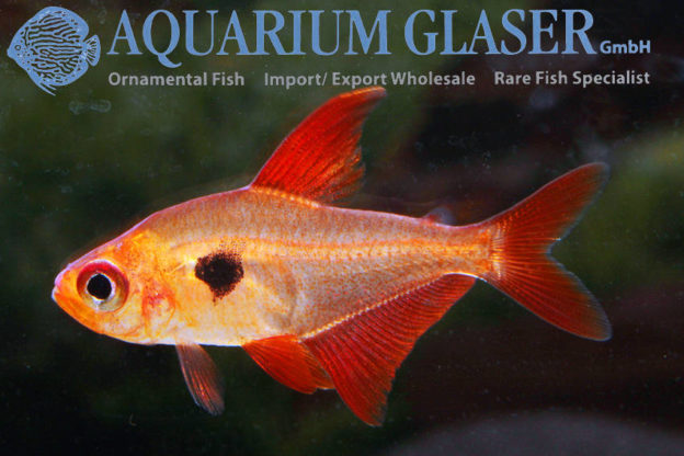 Megalamphodus - Aquarium Glaser GmbH