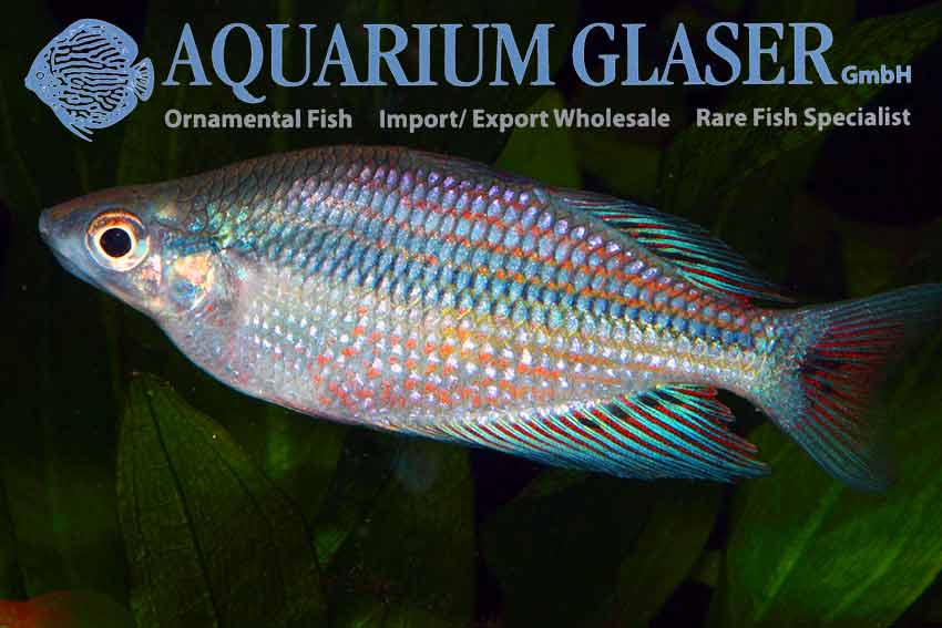 Melanotaenia rubrostriata „Dekai Village“ - Aquarium Glaser GmbH